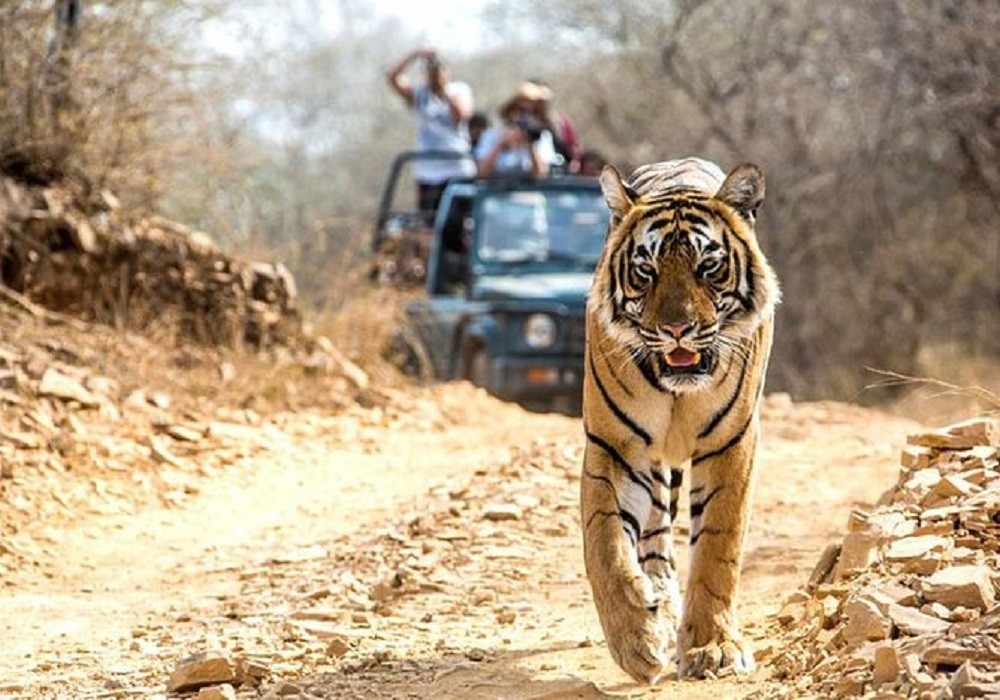 Tiger Tour Package India - TrvMe
