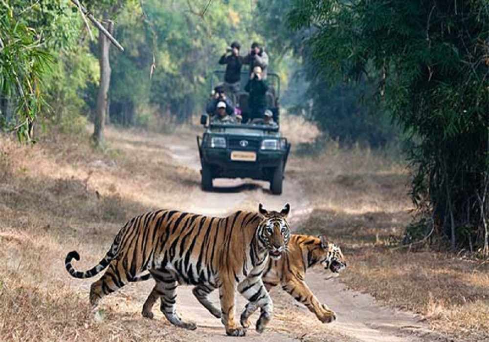 Tiger Tour Package India - TrvMe